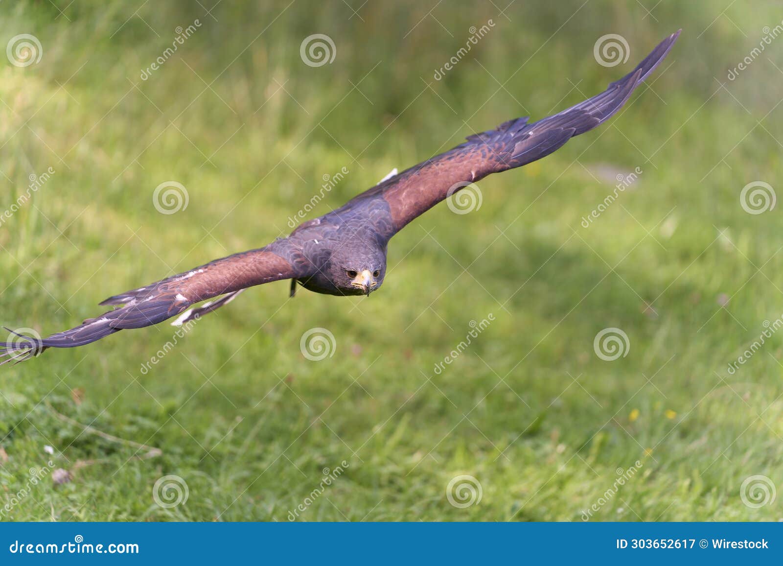 Hawk Soaring in the Sky with Lush Grass Beneath. Stock Image - Image of ...