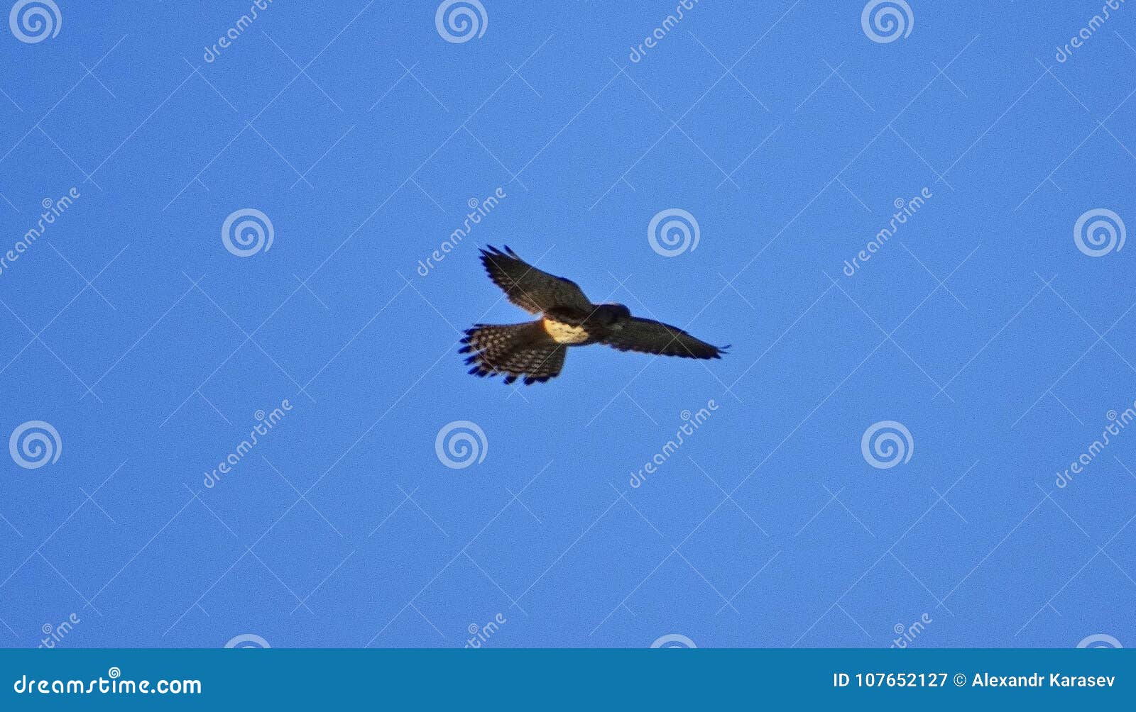 A Hawk Preparing To Pounce on Prey Stock Image - Image of wing, animal ...