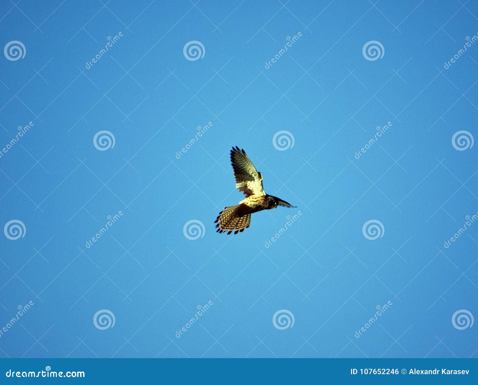 A Hawk Preparing To Pounce on Prey Stock Photo - Image of birds, prey ...