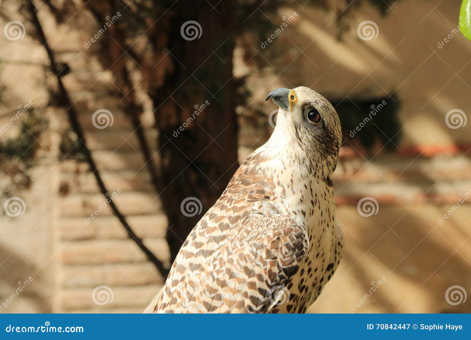 Hawk stock image. Image of spain, bird, garden, tree - 70842447