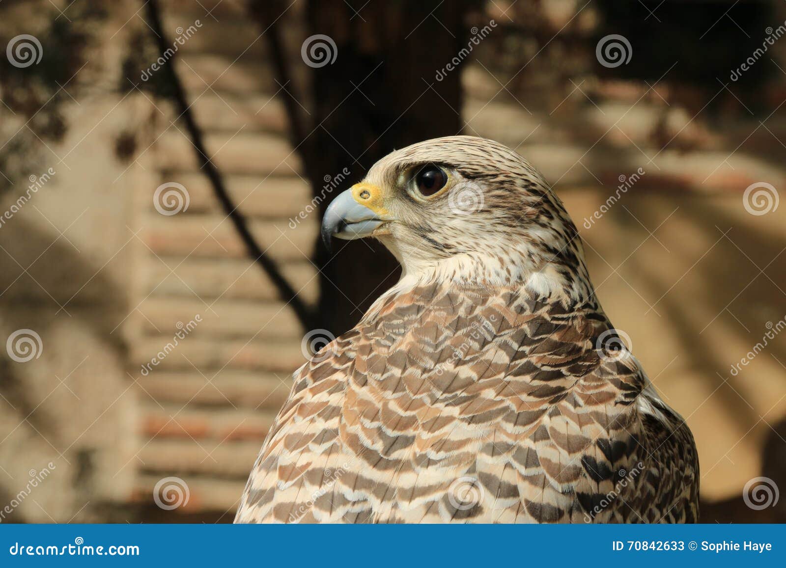 A hawk stock image. Image of feathers, grenada, park - 70842633