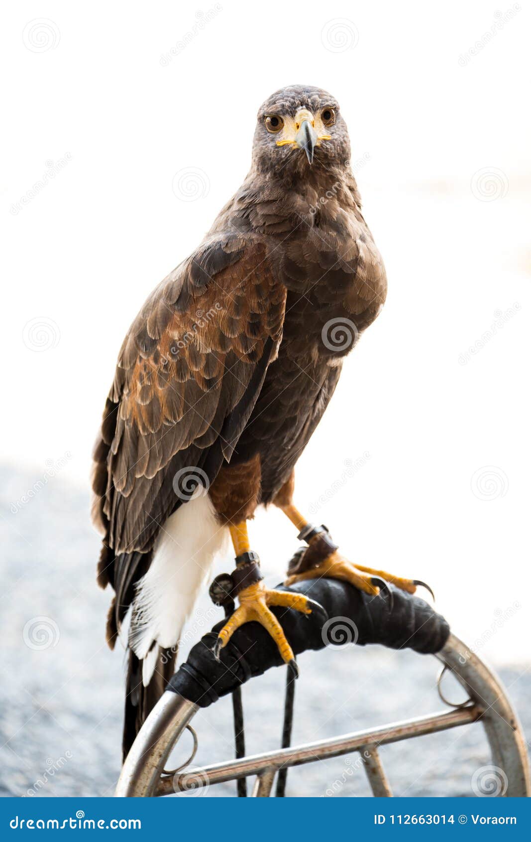 Hawk stock photo. Image of hawk, stick, beak, predator - 112663014