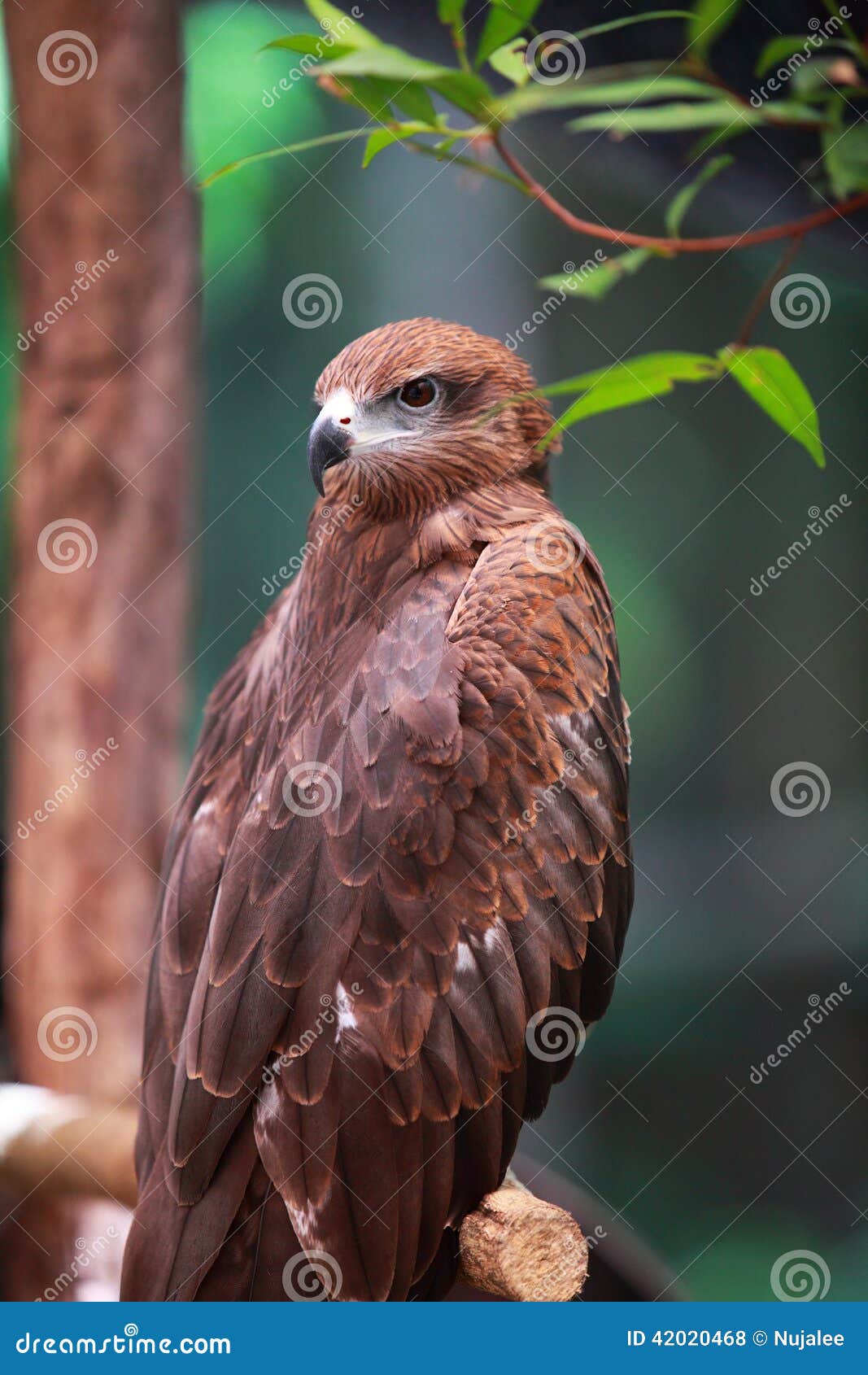 Hawk stock photo. Image of birding, eagle, perched, fast - 42020468