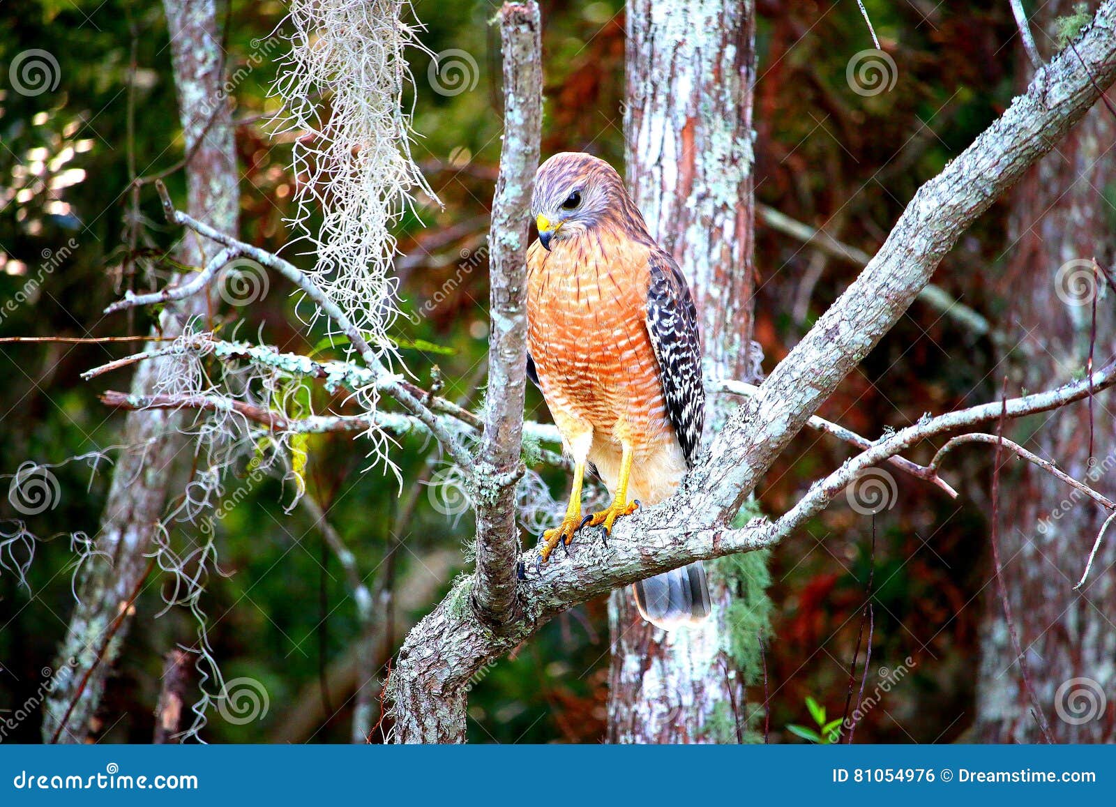 Hawk standing at attention stock photo. Image of hawk - 81054976