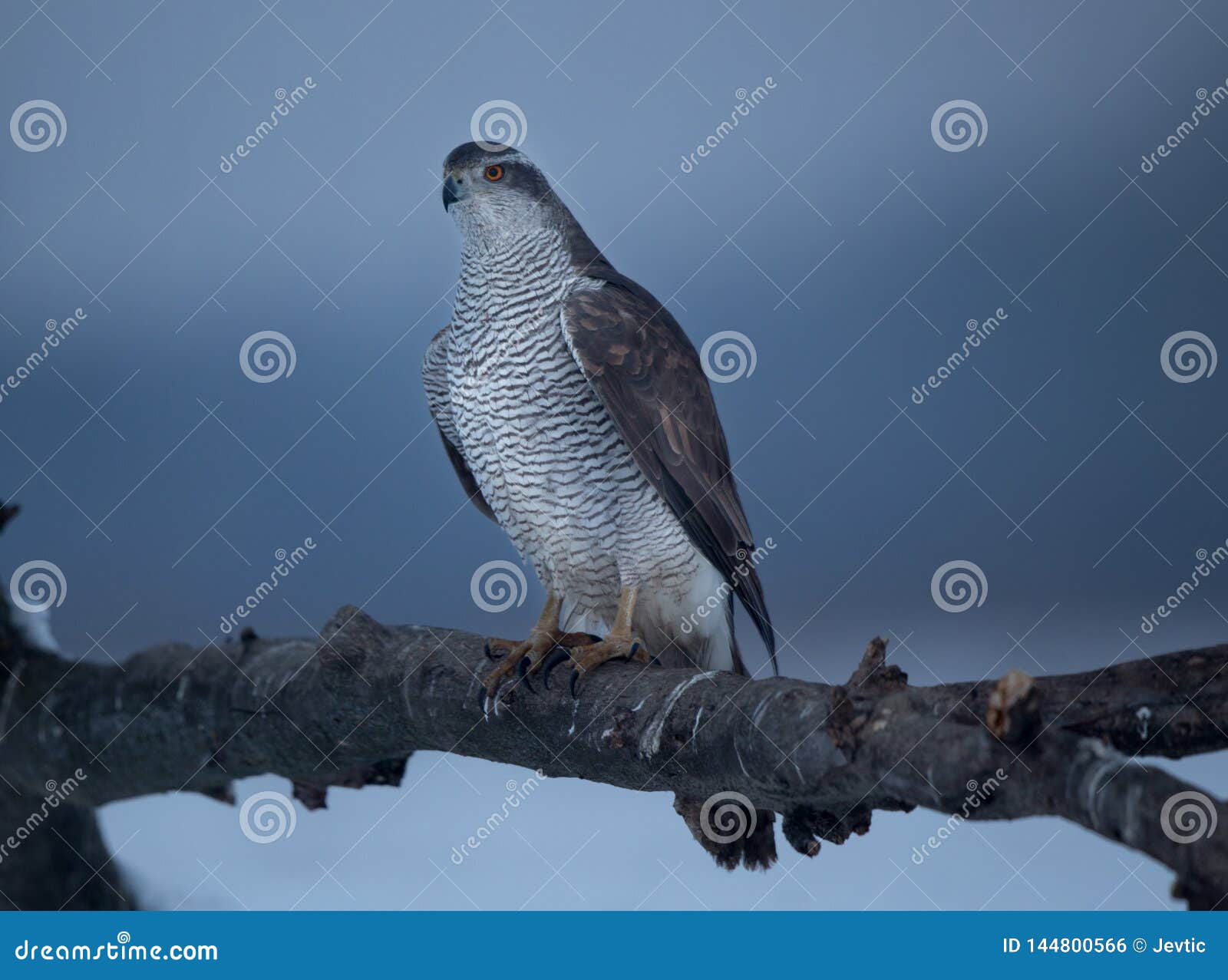 Hawk standing on branch stock photo. Image of accipiter - 144800566