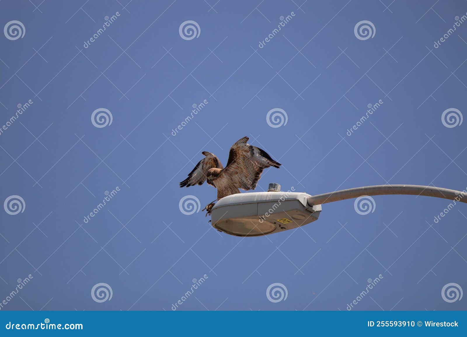 Hawk Standing in a Light Post with Its Wings in the Sky Stock Photo ...