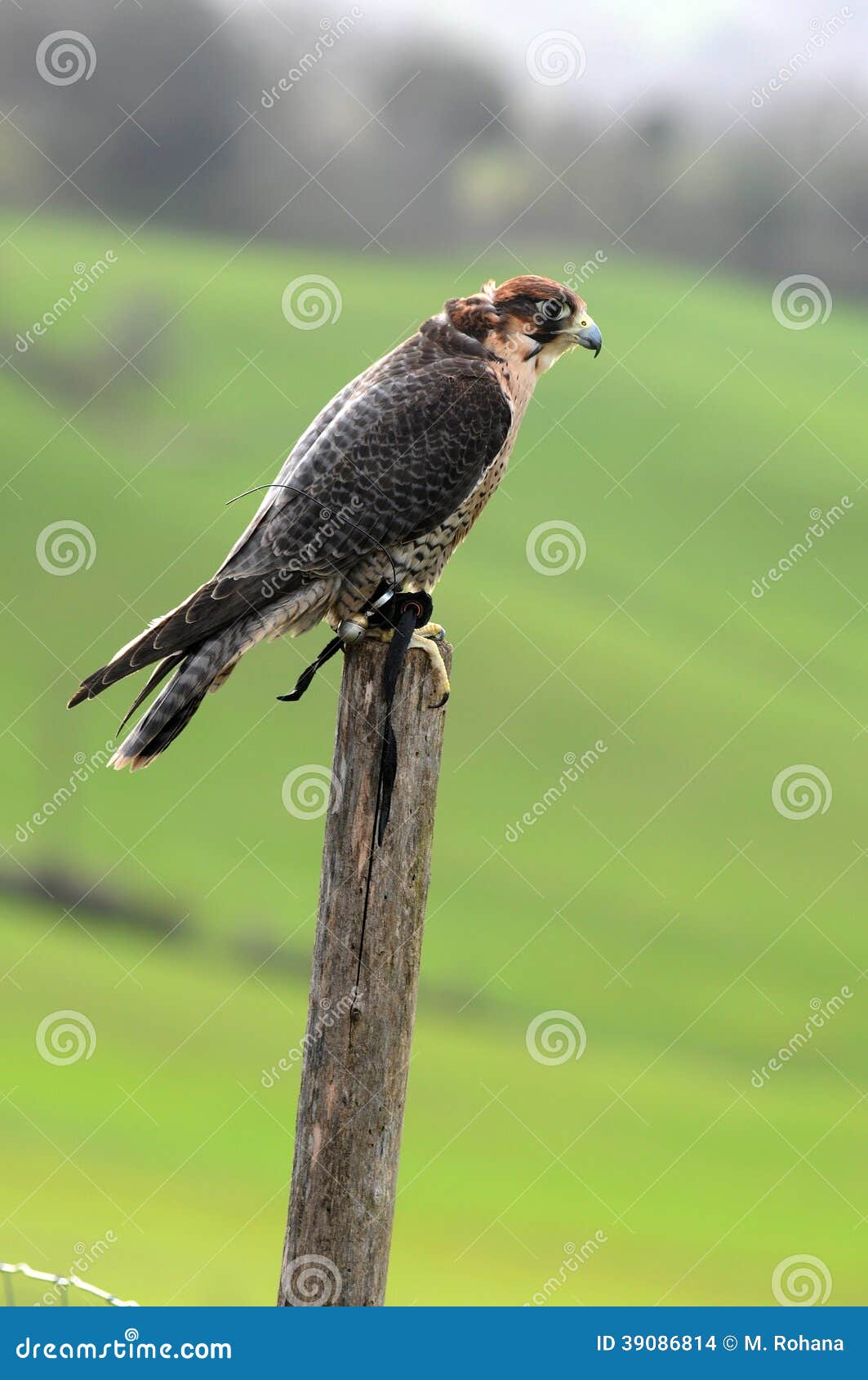 Hawk stock photo. Image of face, fast, nature, profile - 39086814