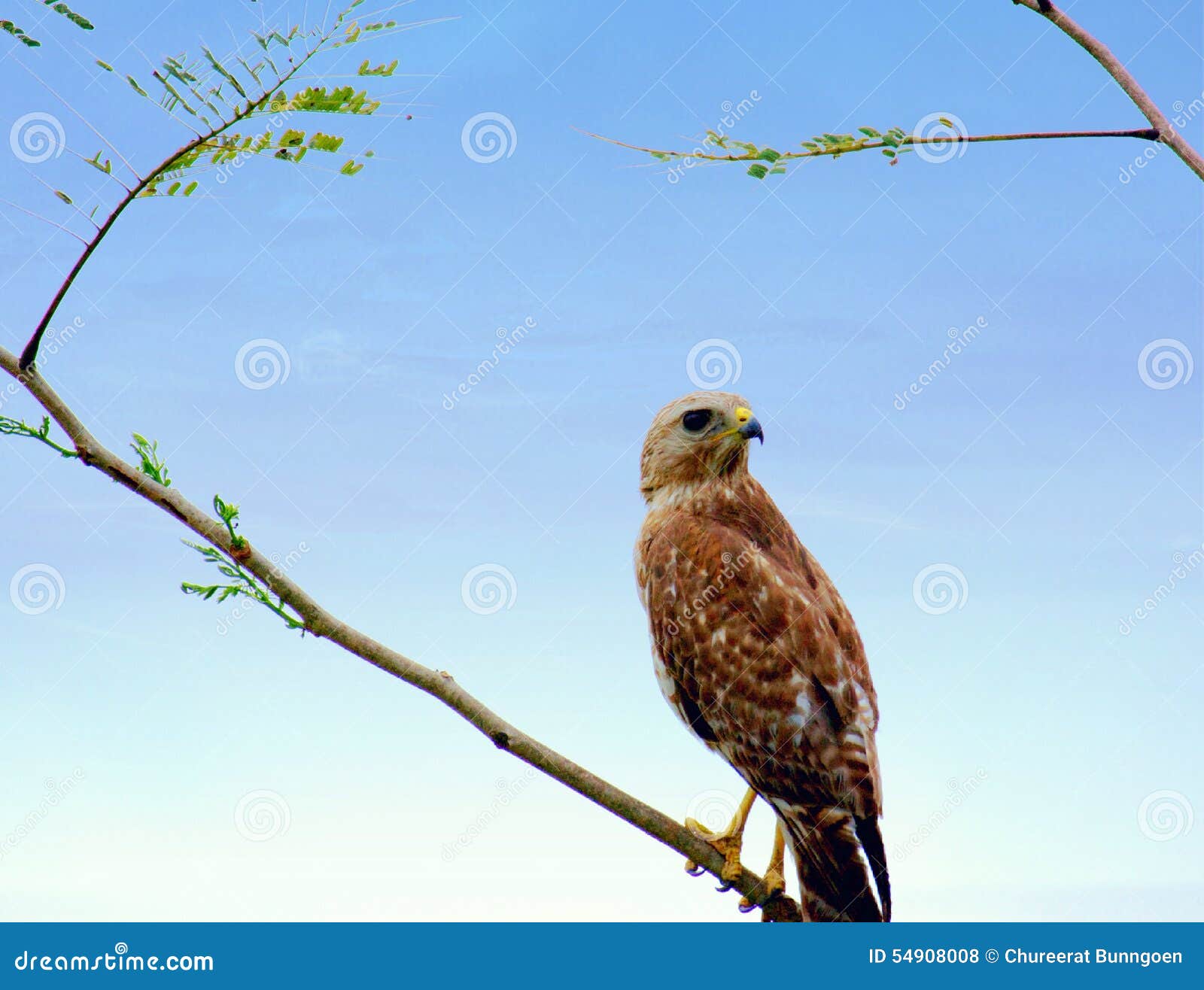 Hawk standing editorial stock photo. Image of hawk, eating - 54908008