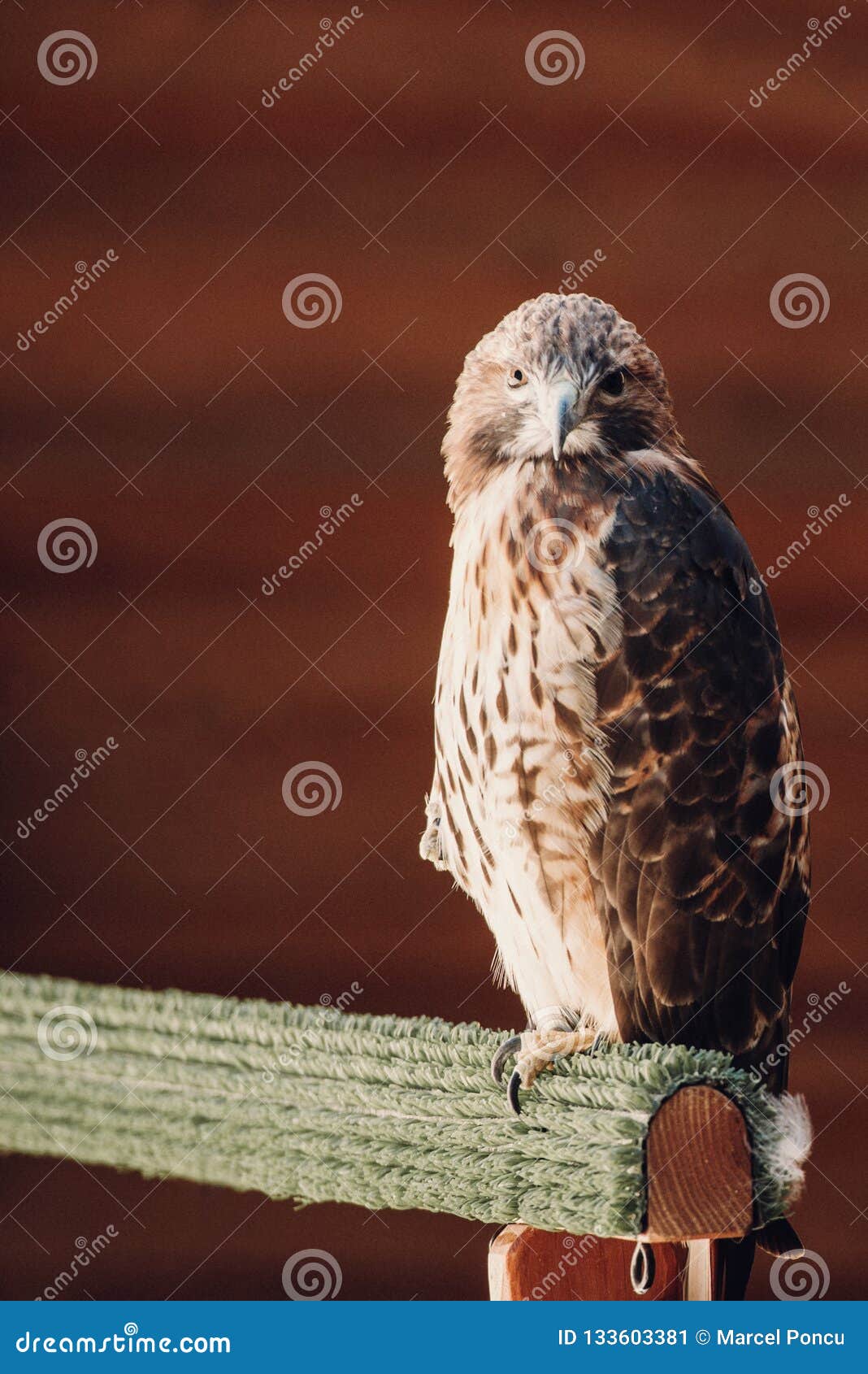 Hawk Standing on Wood with Head Turned Left Stock Image - Image of ...