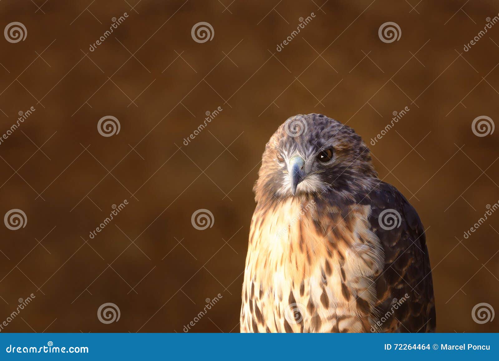 Hawk Standing on Wood with Head Turned Left Stock Photo - Image of bird ...