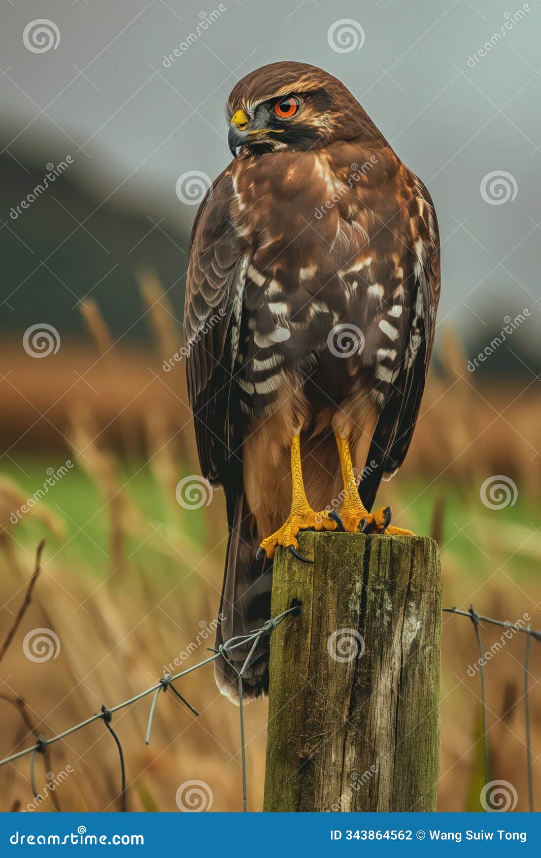 Hawk Standing on Wooden Post is Observing Surroundings Stock Photo ...