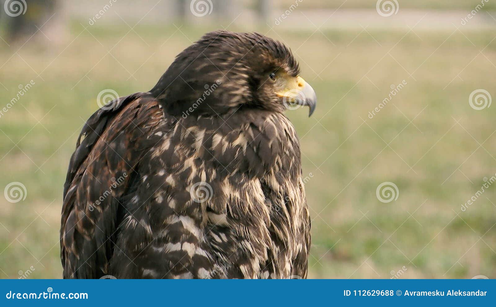 The hawk stands calm stock footage. Video of countryside - 112629688