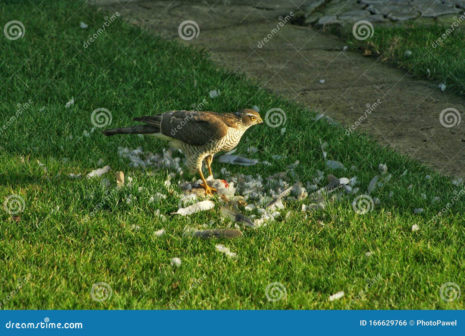 Hawk Grass Stock Photos - Download 3,364 Royalty Free Photos