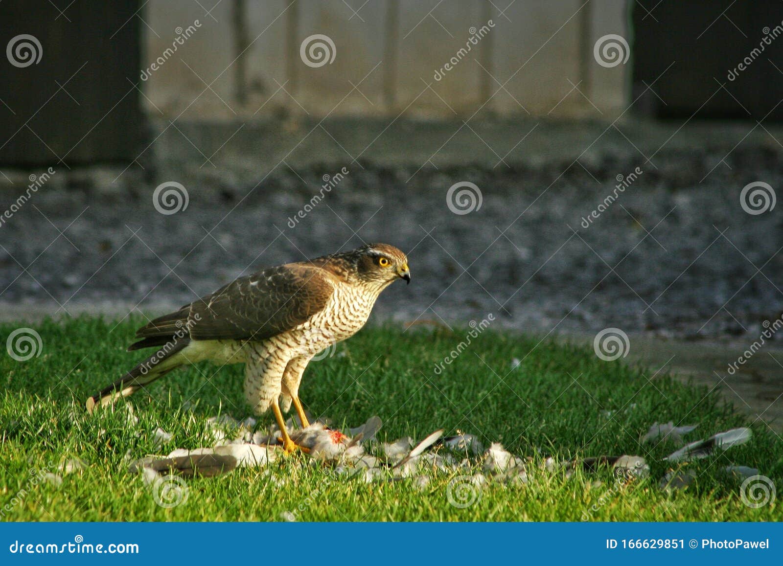 Hawk Eats Snake On Fence Royalty-Free Stock Image | CartoonDealer.com ...
