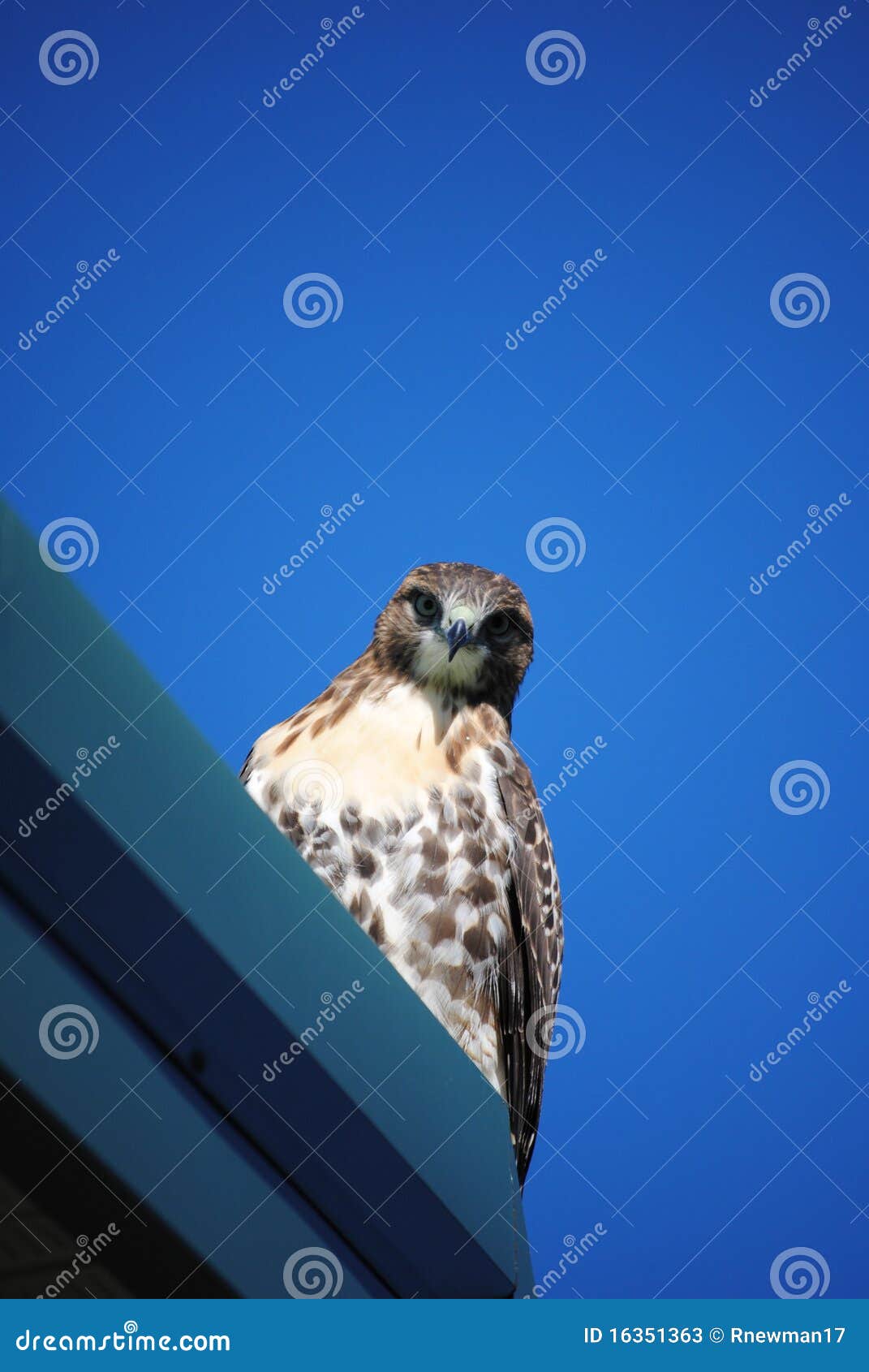 Hawk stare stock image. Image of falcon, wildlife, predator - 16351363