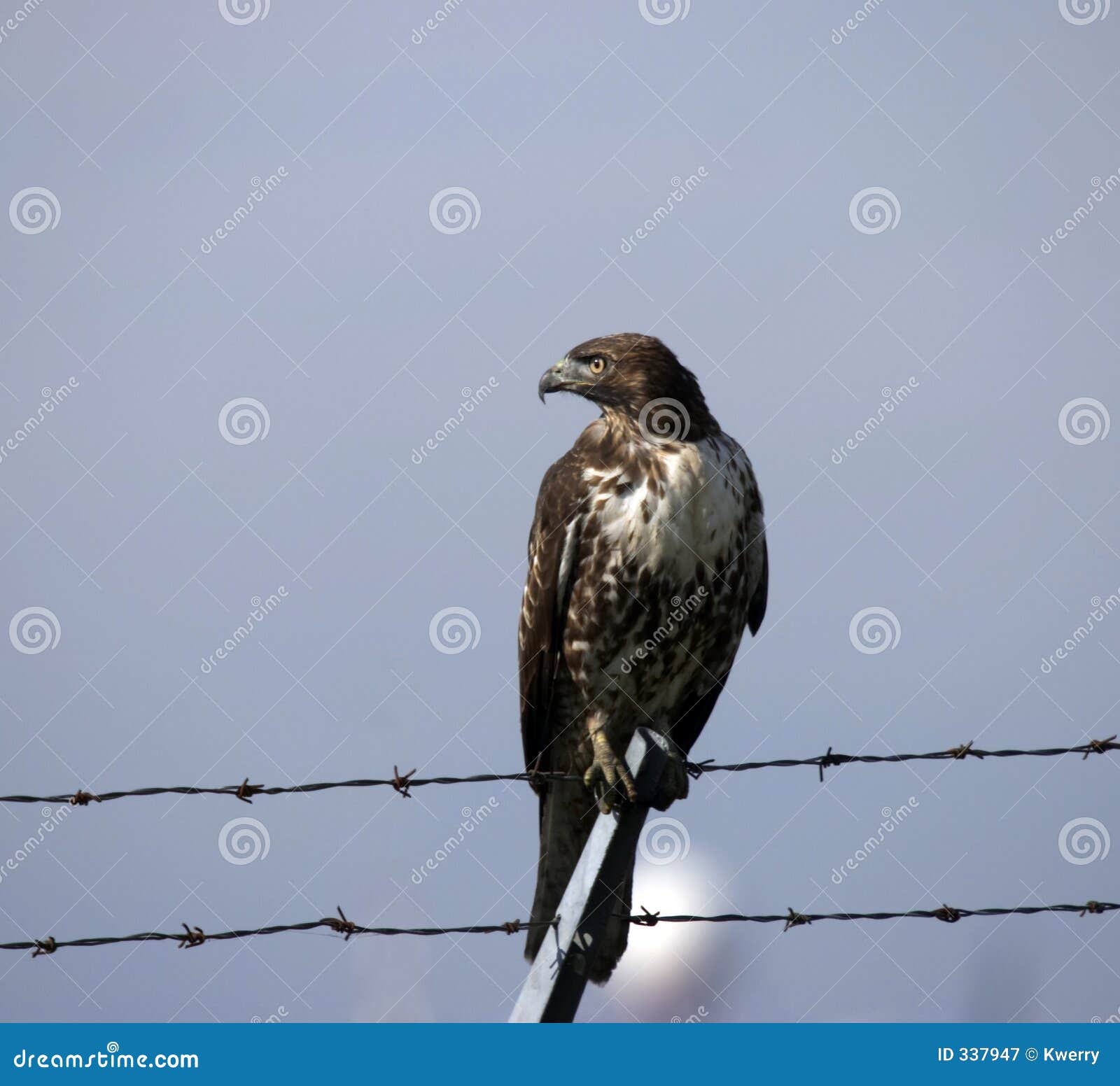 Hawk Stare stock image. Image of glare, bird, stare, wire - 337947