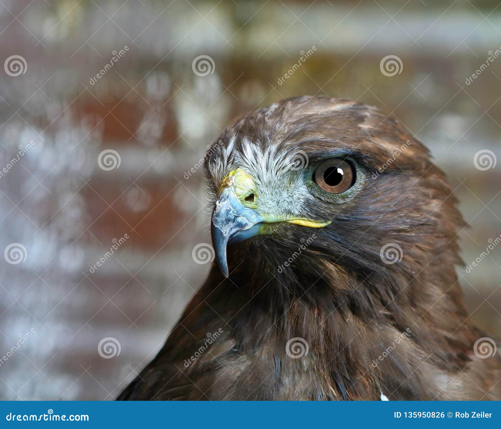 Hawk head stock photo. Image of prey, bird, head, staring - 135950826
