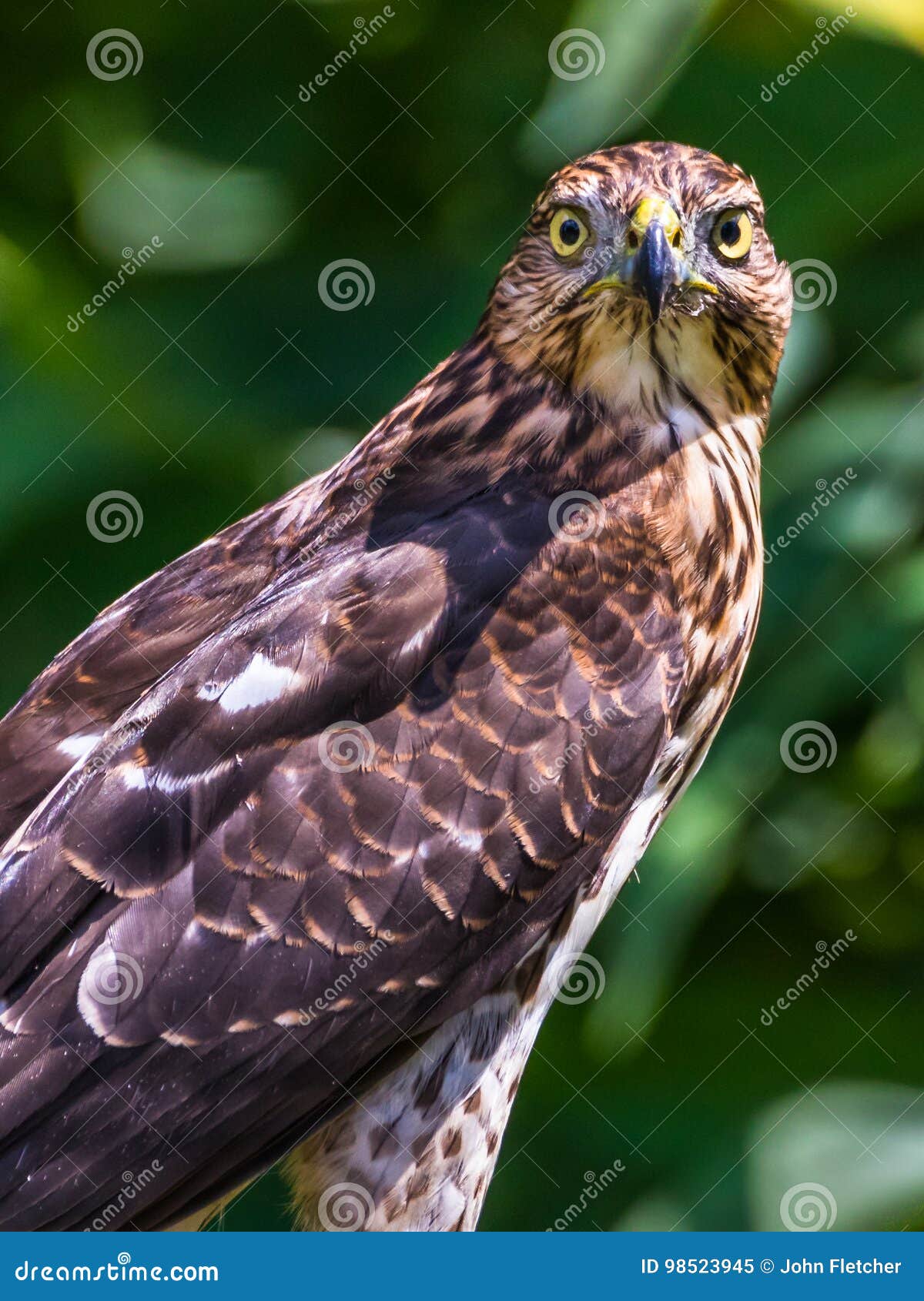 Hawk Staring stock image. Image of outside, backyard - 98523945