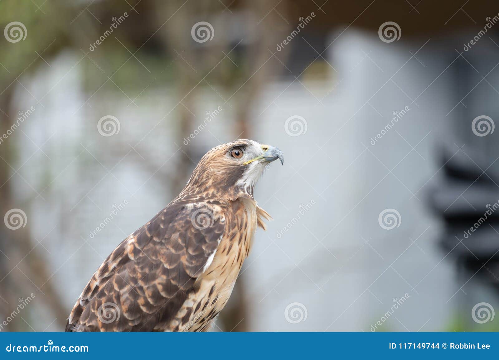 The Hawk Straight Face Expression of Eye Stock Photo - Image of head ...