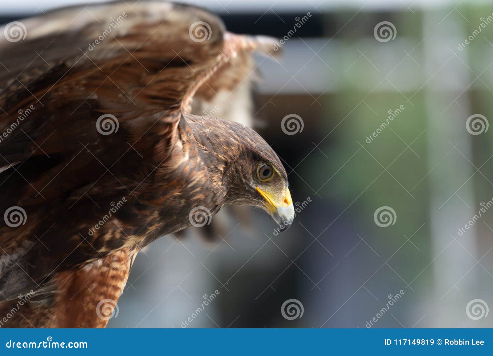 The Hawk Straight Face Expression of Eye Stock Image - Image of ...
