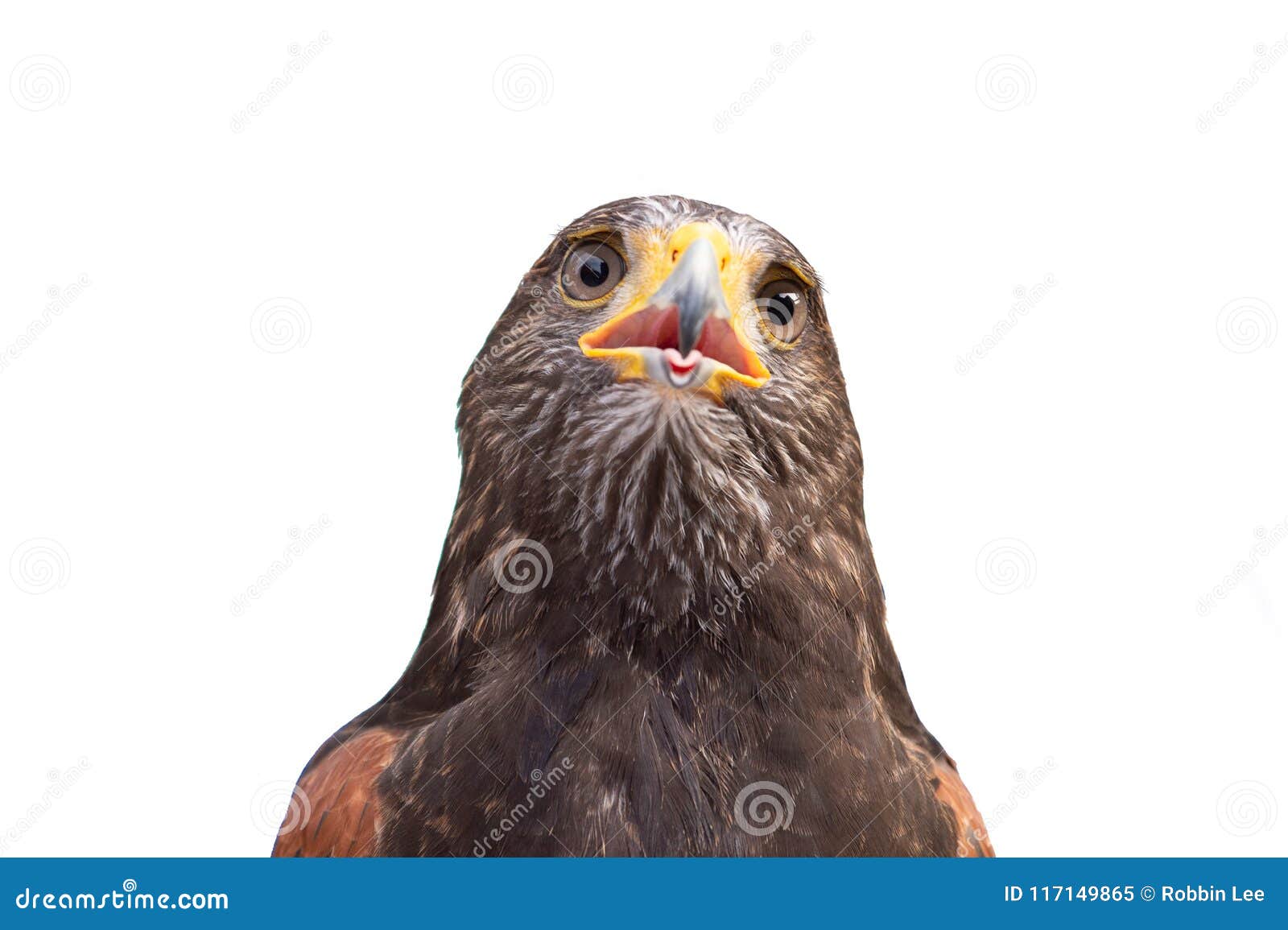 The Hawk Straight Face Expression of Eye Stock Image - Image of dhabi ...