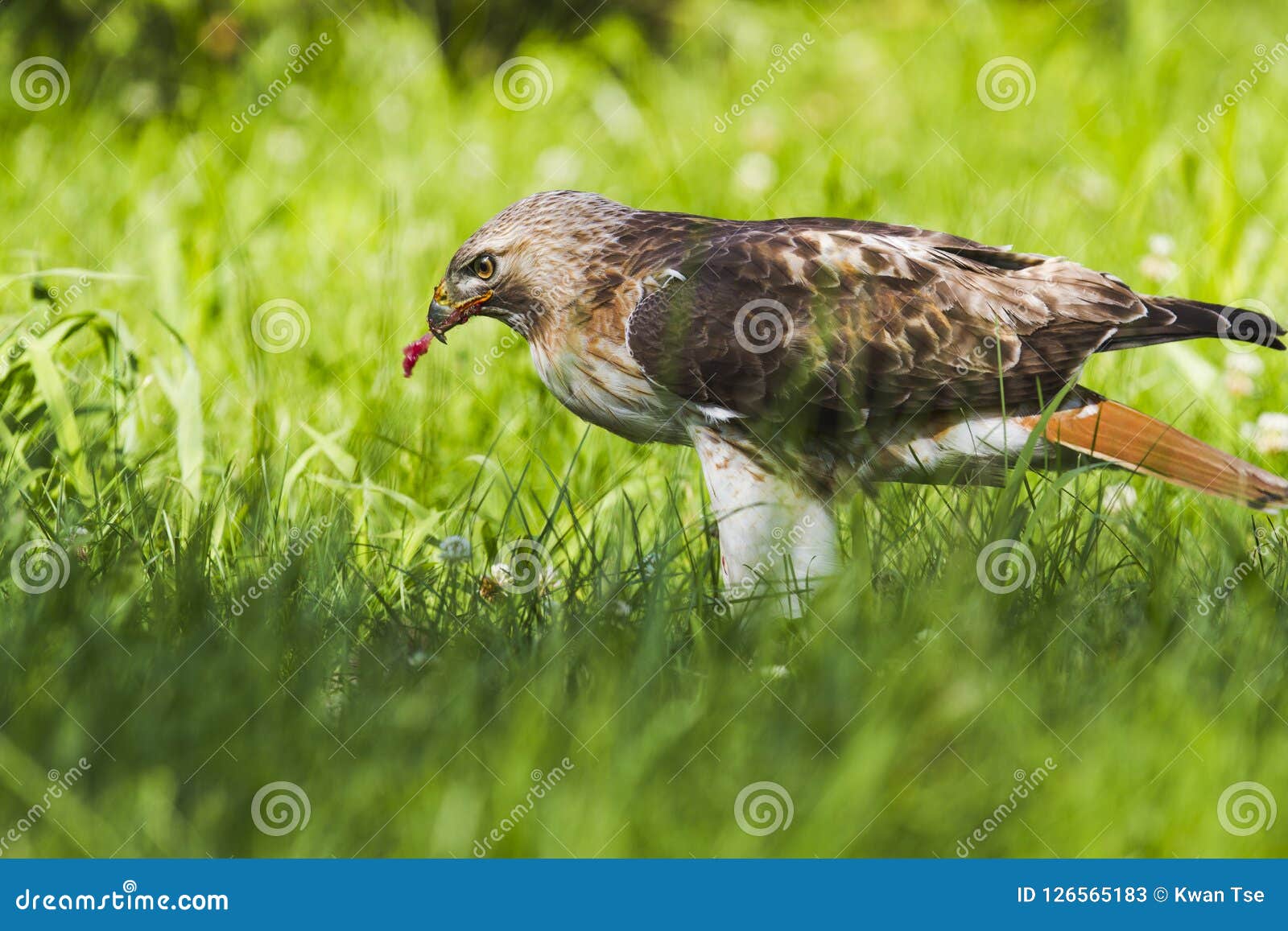 Hawk Falcon in Green Background Stock Image - Image of avian, birding ...