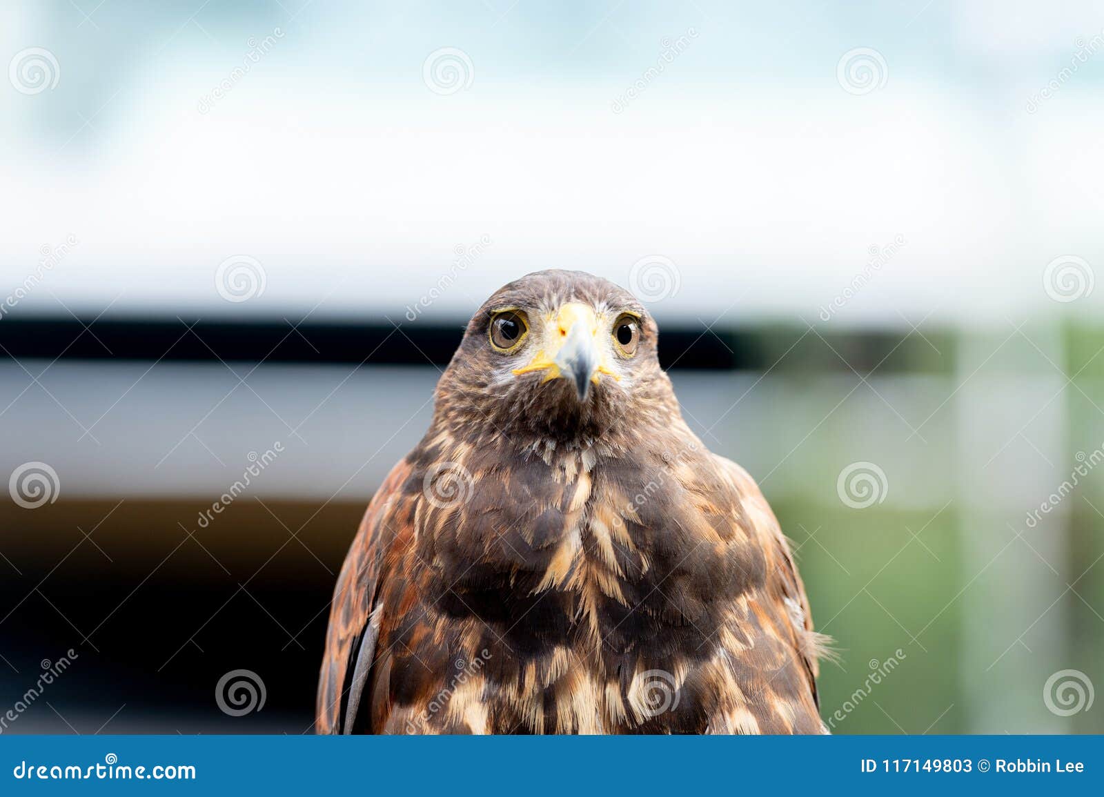 The Hawk Straight Face Expression of Eye Stock Image - Image of brown ...