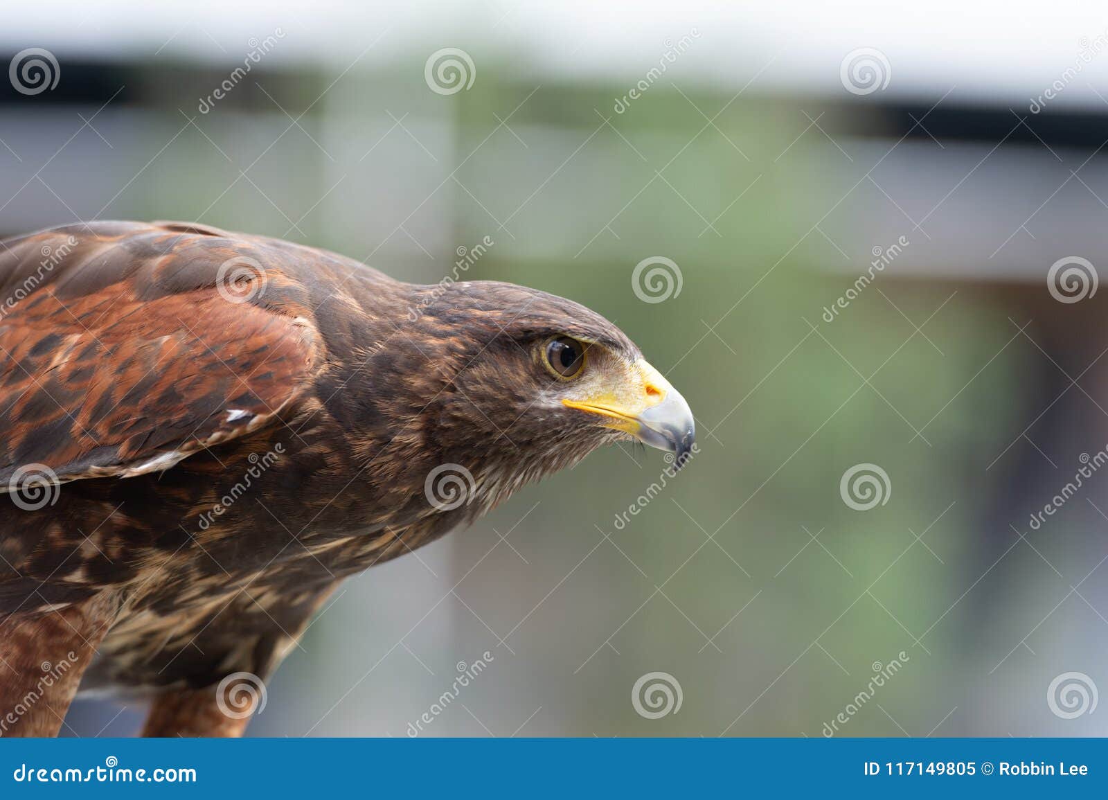 The Hawk Straight Face Expression of Eye Stock Image - Image of head ...