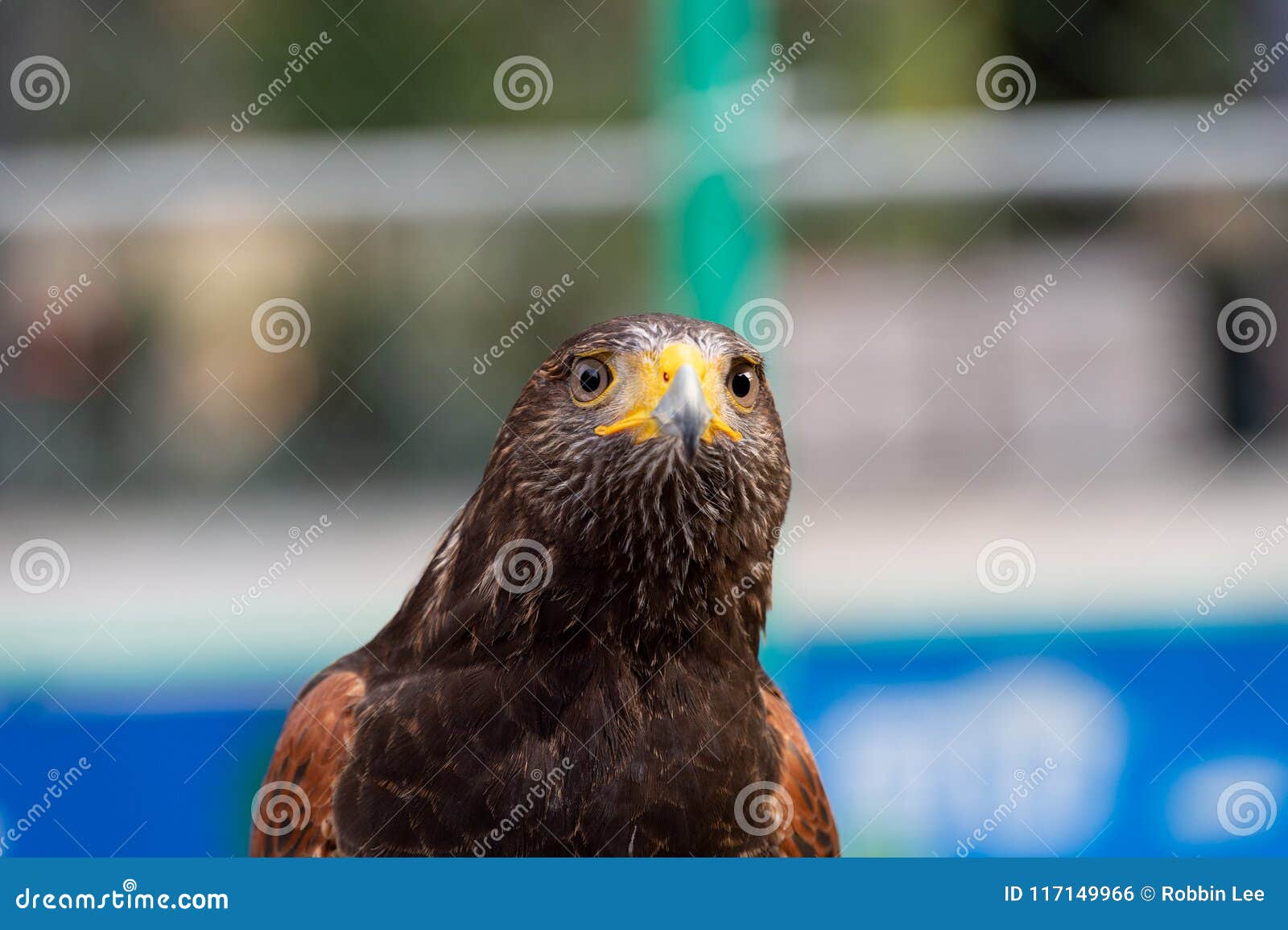The Hawk Straight Face Expression of Eye Stock Photo - Image of ...