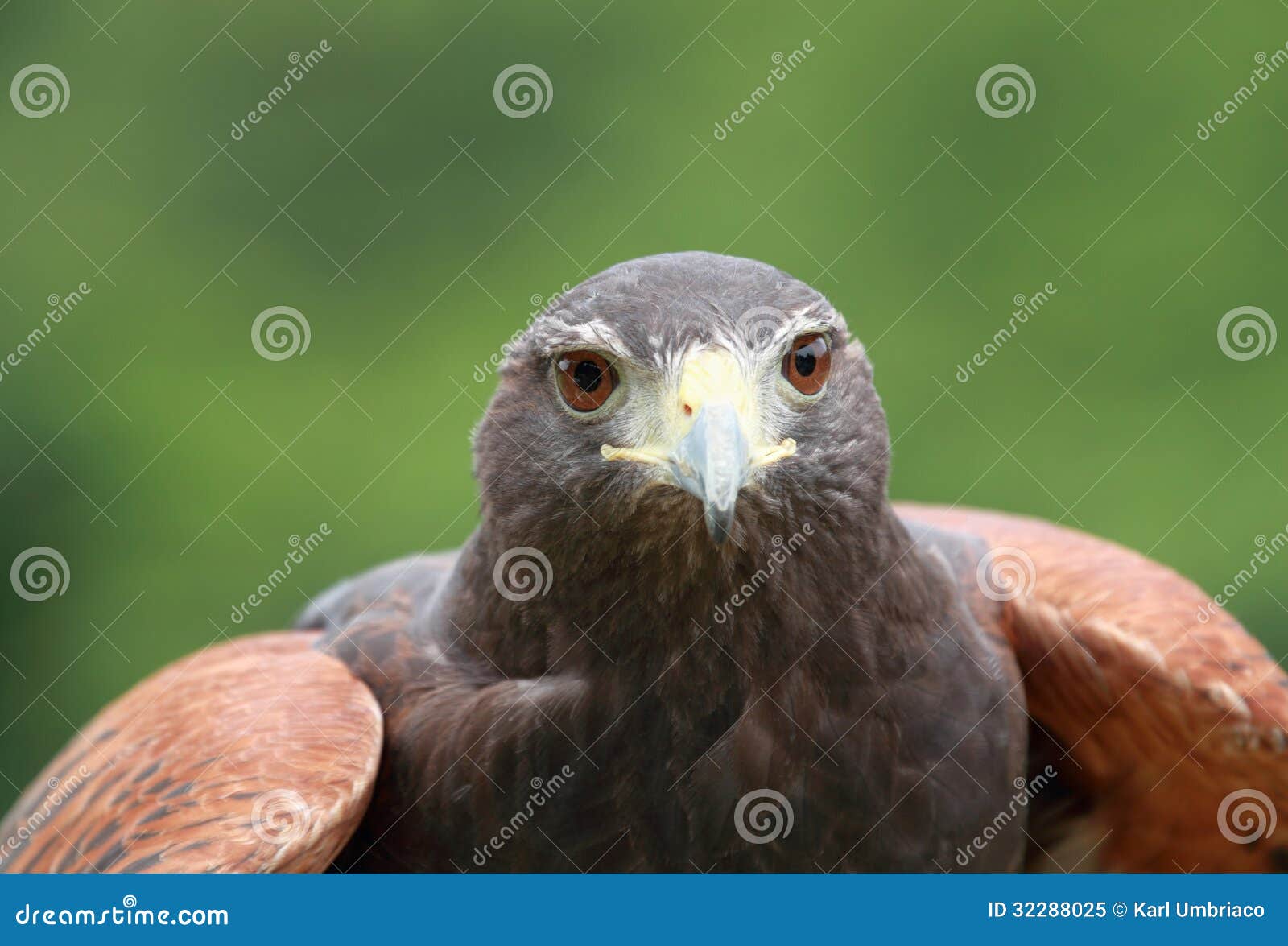 Hawk during summer stock image. Image of summer, hawk - 32288025