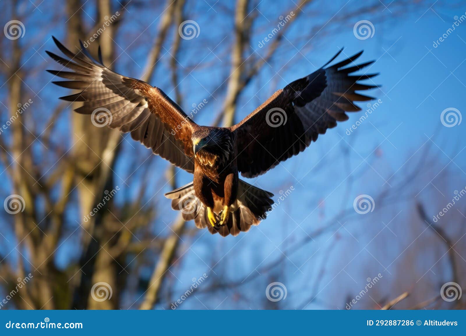 Hawk Swooping Down for a Capture Stock Photo - Image of generative ...