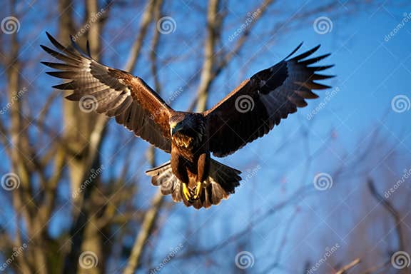 Hawk Swooping Down for a Capture Stock Photo - Image of generative ...