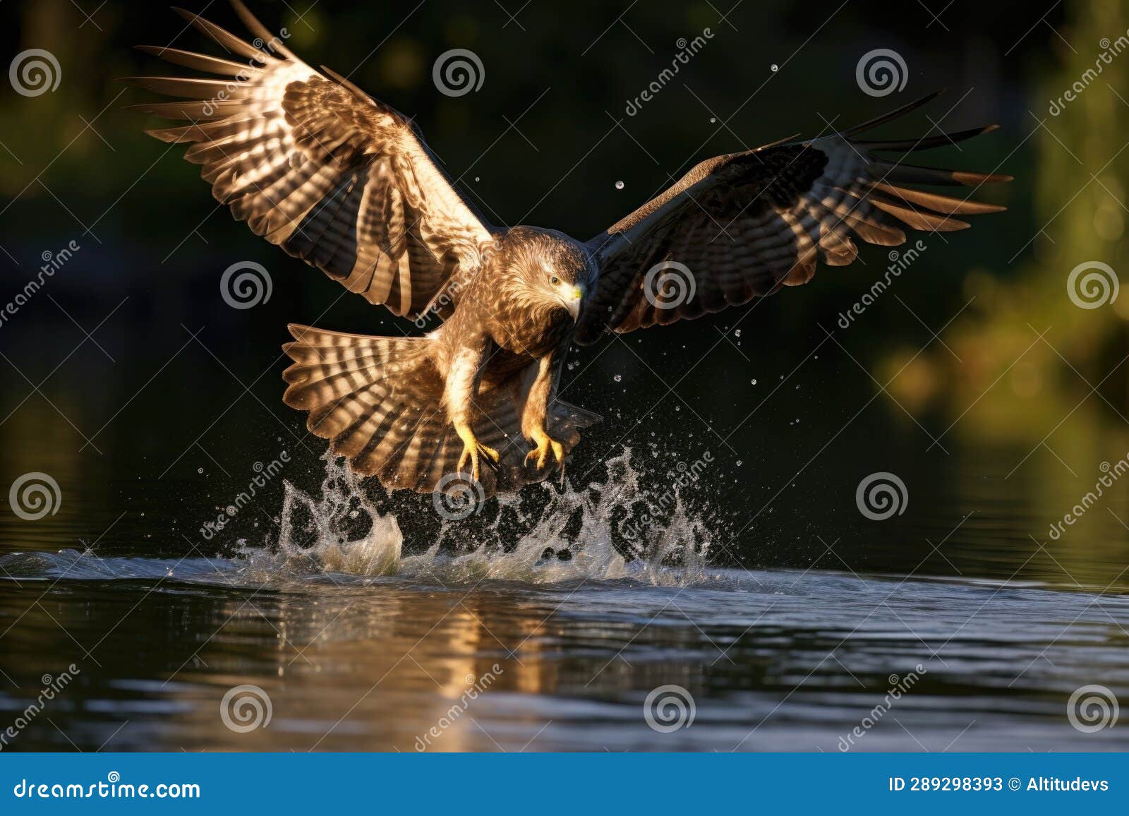 A Hawk Swooping Down To a Fish from a Pond Stock Image - Image of hawk ...