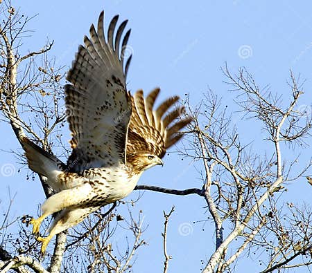 Hawk Taking Flight stock image. Image of park, reach, predator - 212983