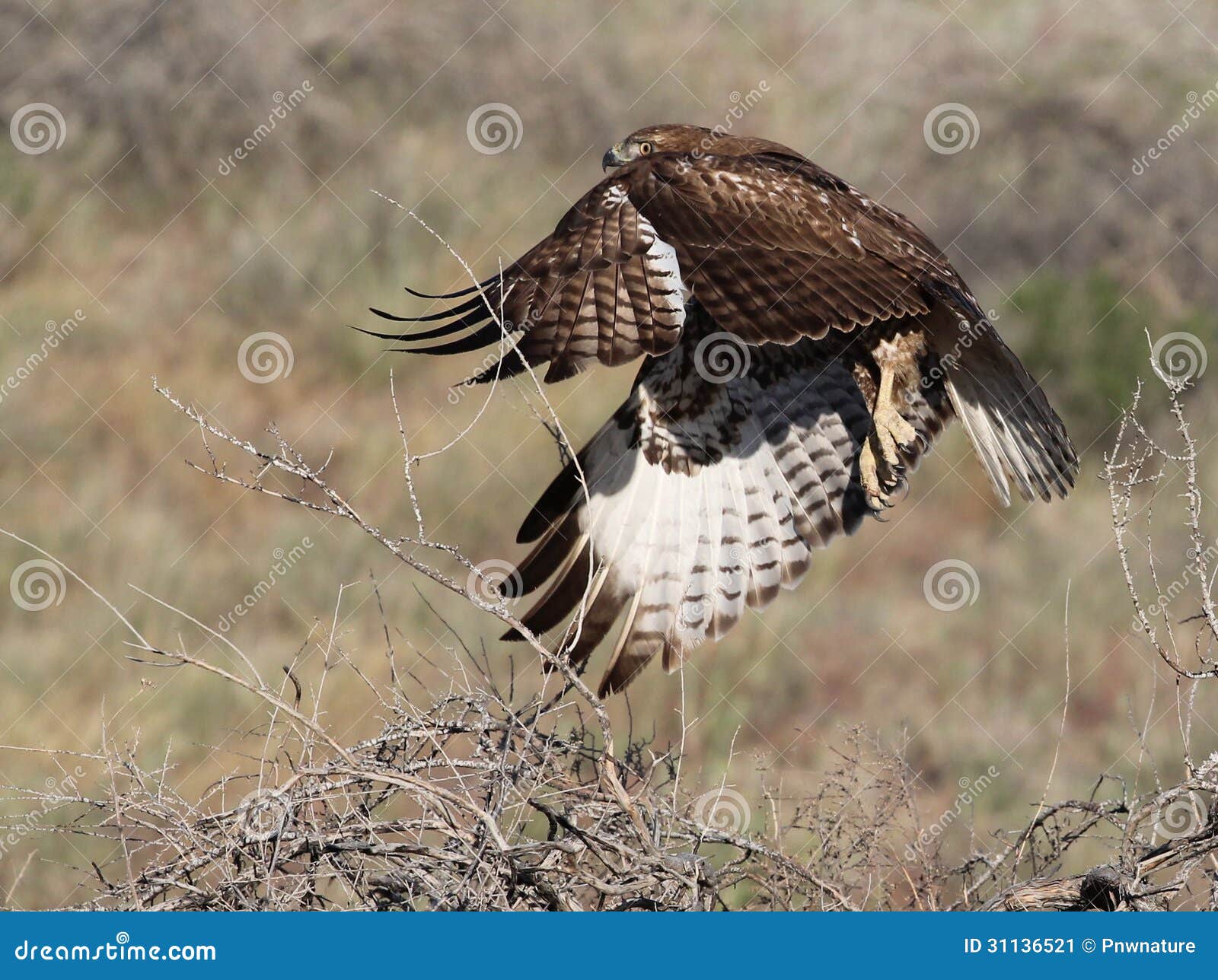 Hawk Taking Flight Rosso-munito Immagine Stock - Immagine di nave ...