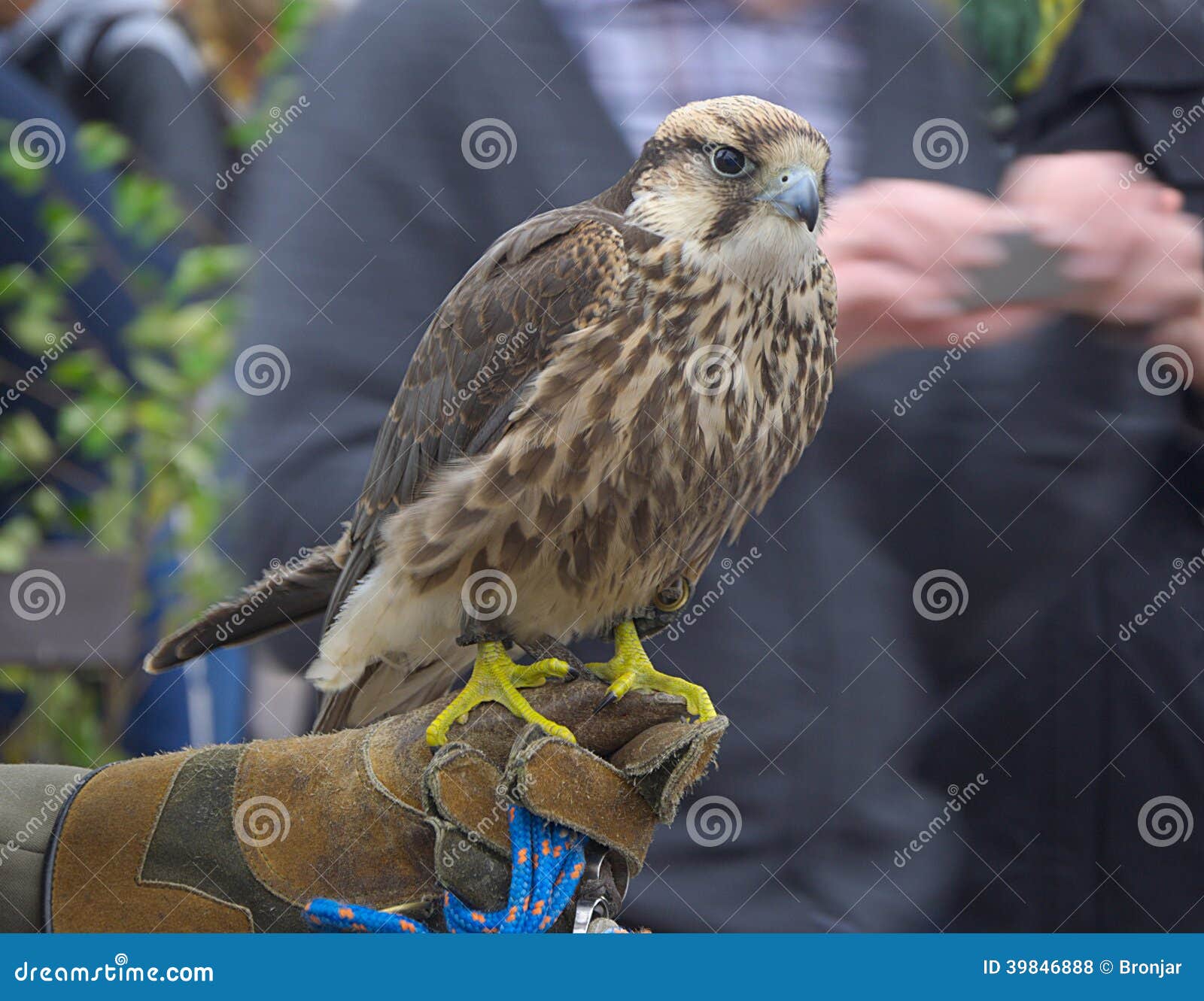 Hawk stock photo. Image of animal, eagle, wildlife, isolated - 39846888