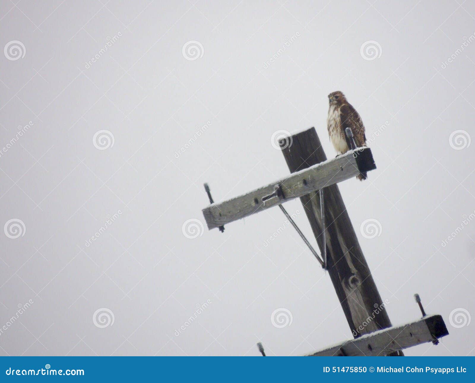 Hawk on tele pole stock photo. Image of pole, tele, hawk - 51475850