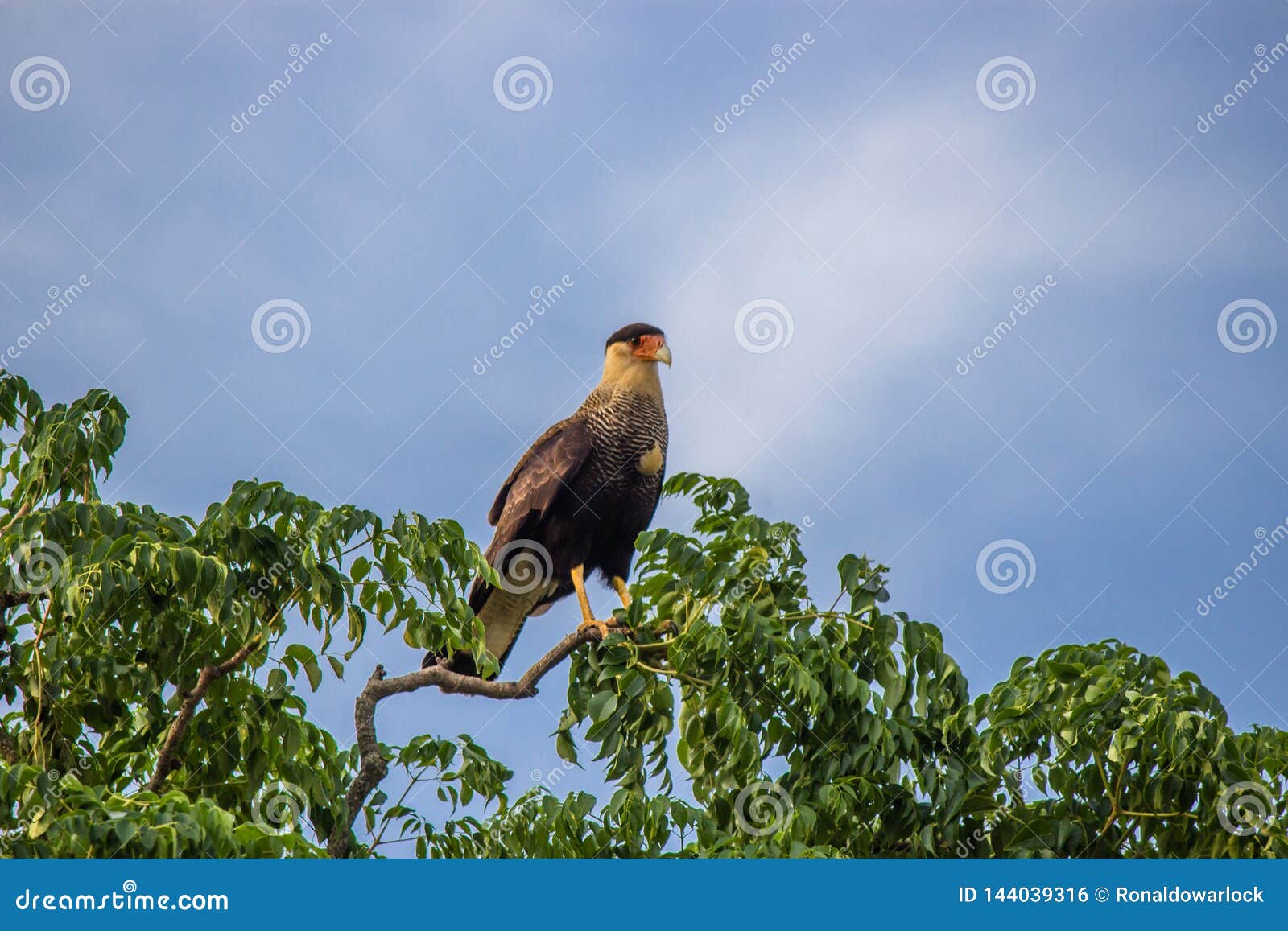 I`m watching you stock photo. Image of green, hawk, tree - 144039316