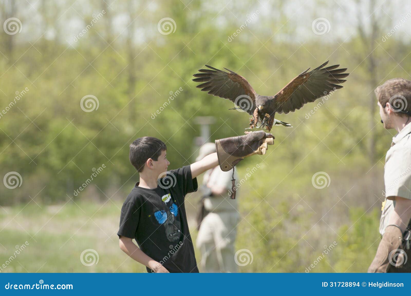 Hawk and trainer editorial stock image. Image of blue - 31728894