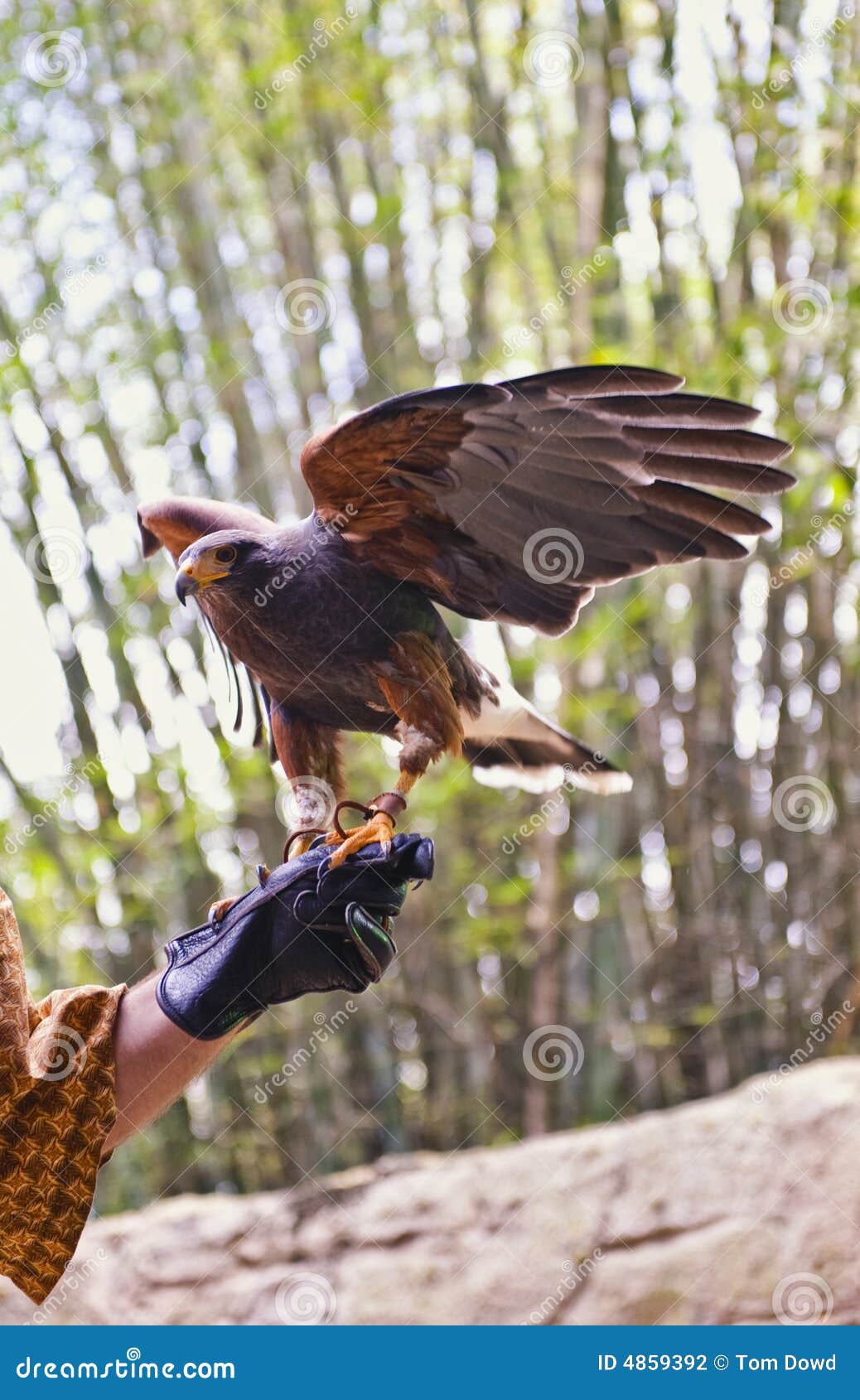 Hawk training stock photo. Image of sitting, show, wing - 4859392