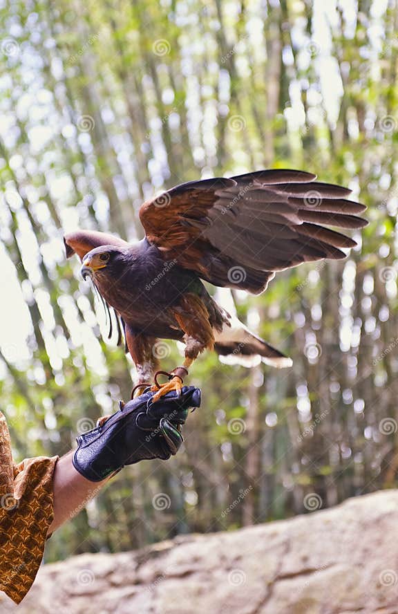 Hawk training stock photo. Image of sitting, show, wing - 4859392