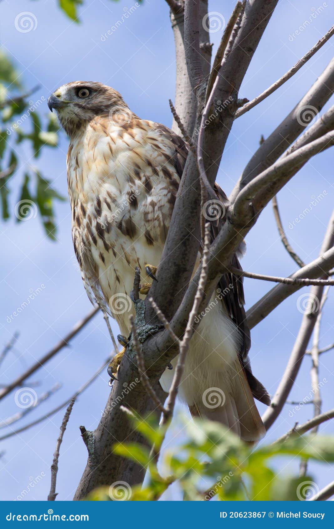 Hawk in a tree. stock image. Image of tail, eyes, blue - 20623867