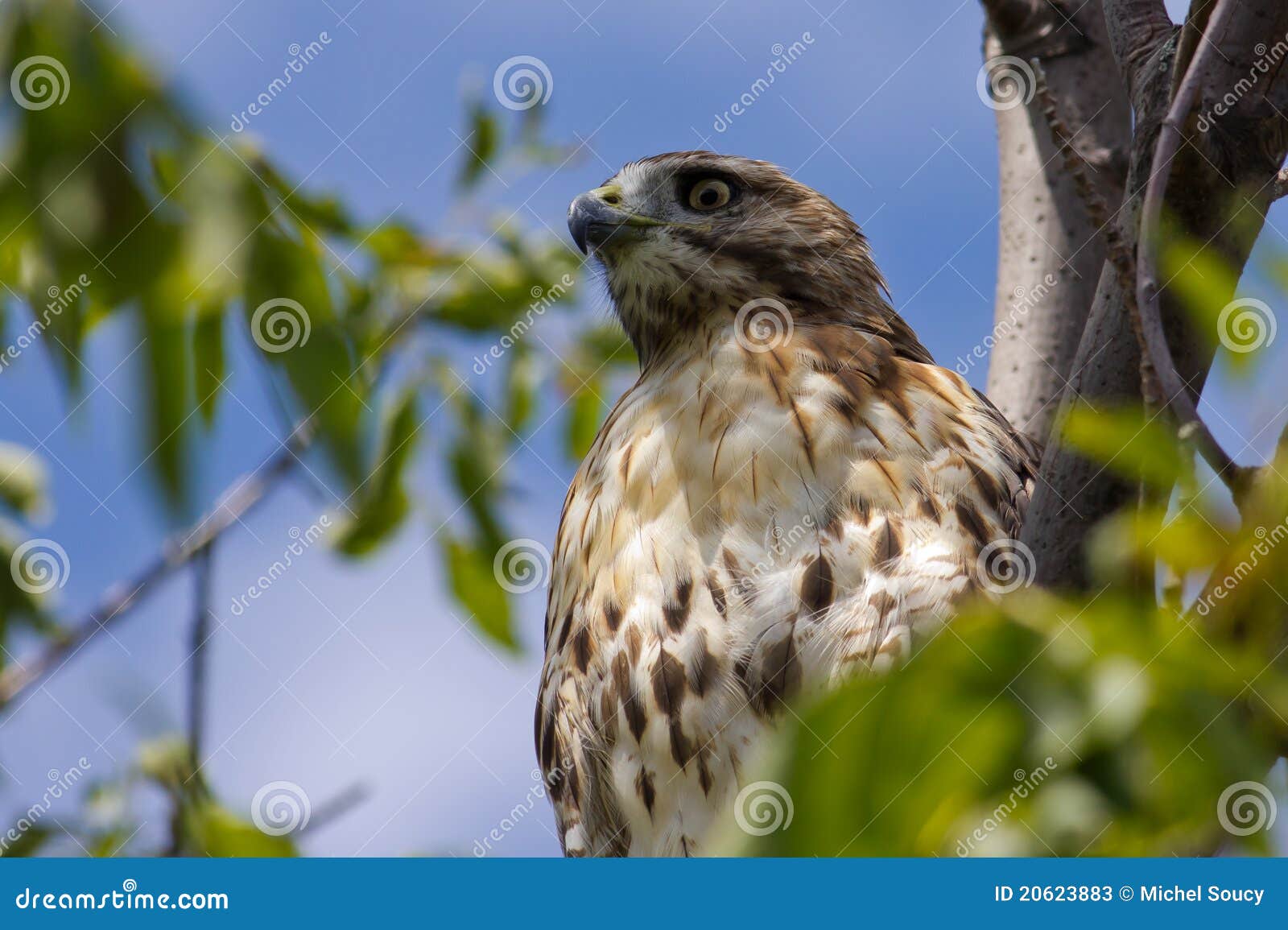 Hawk in a tree. stock image. Image of clouds, pile, clear - 20623883