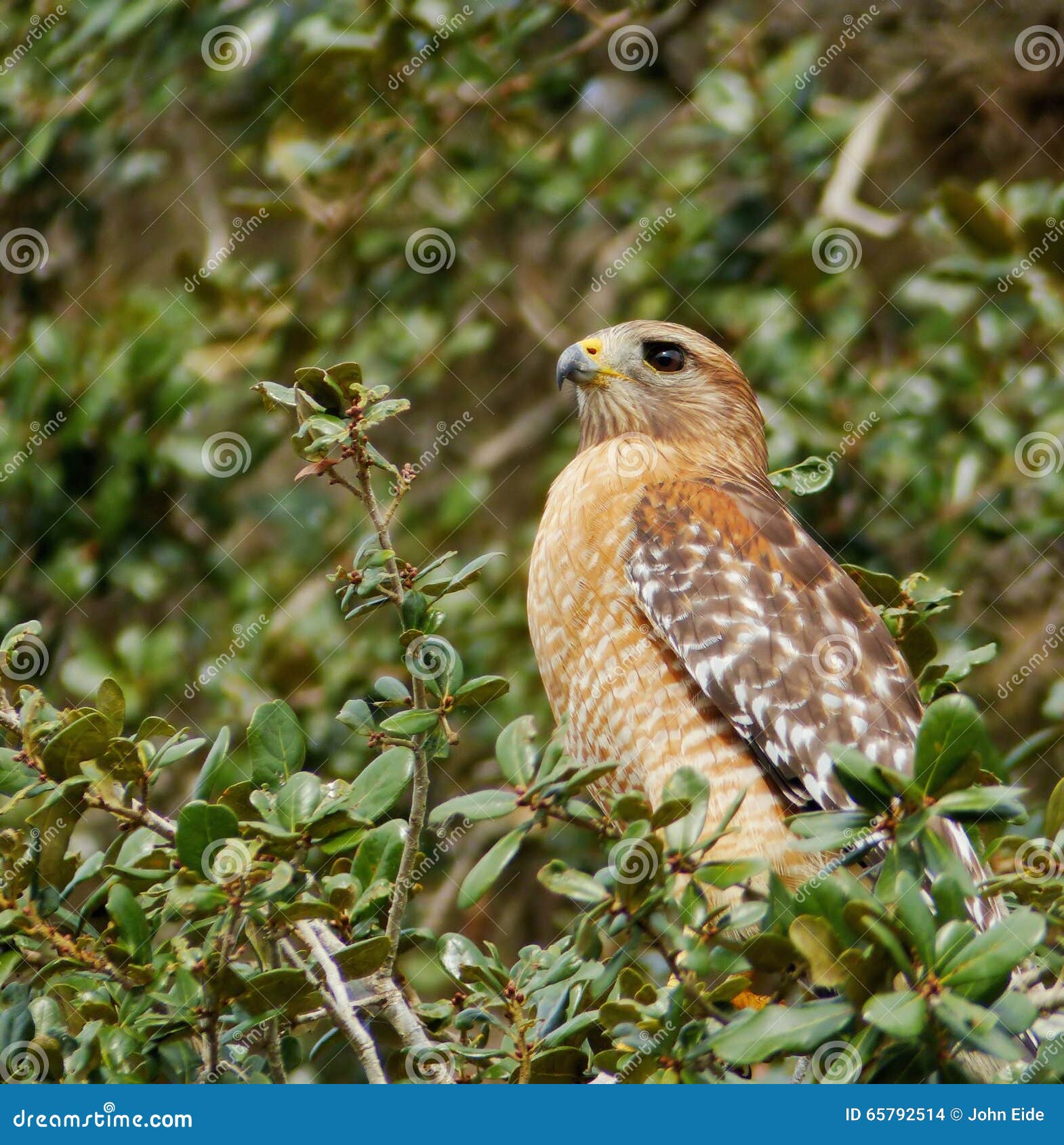 Hawk in tree stock photo. Image of majestic, colorful - 65792514