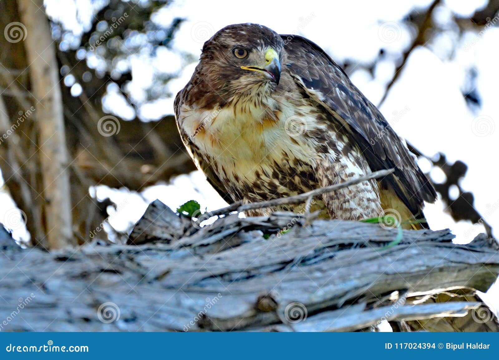 Hawk on a Tree Branch stock photo. Image of nature, predator - 117024394
