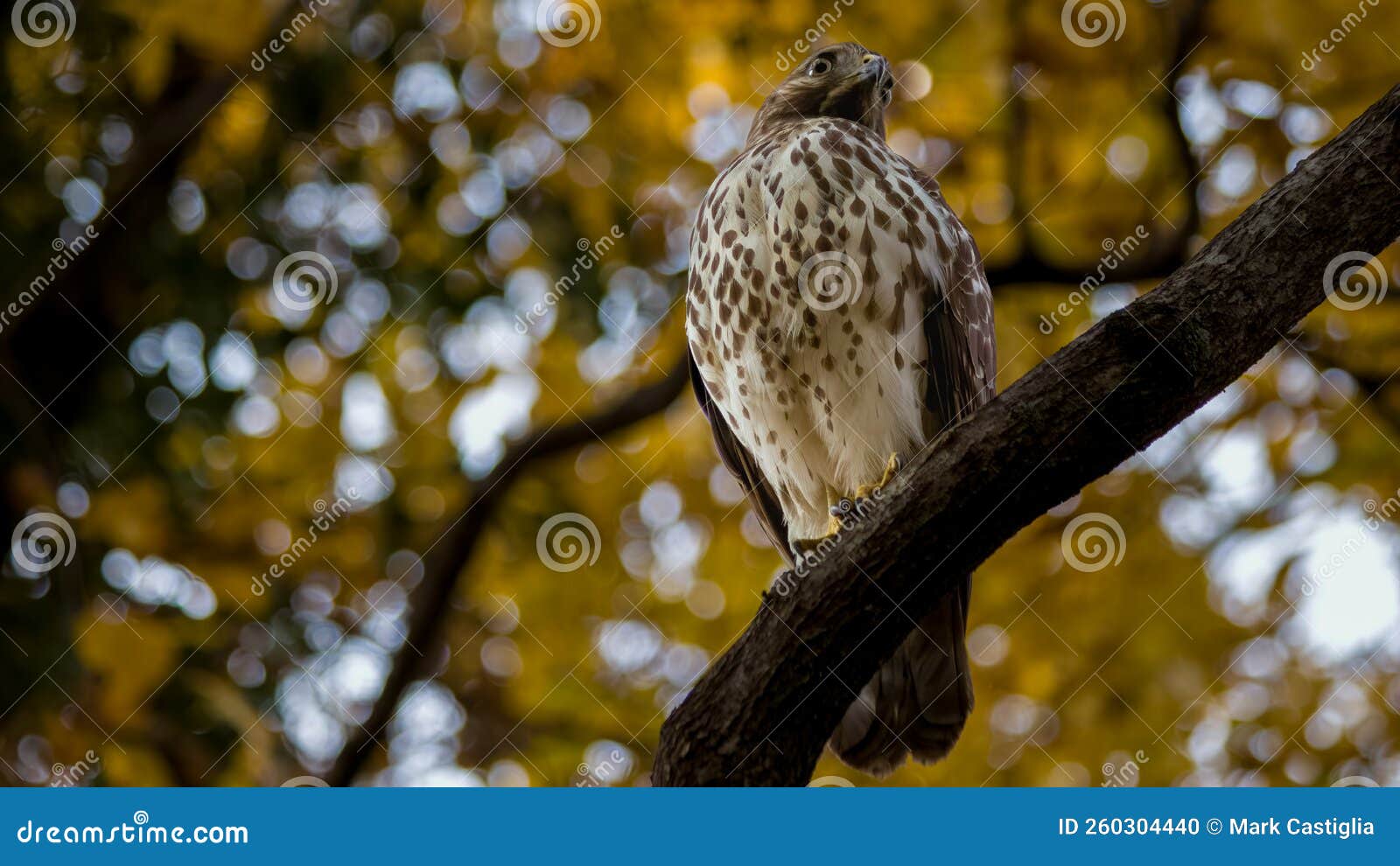 Hawk on a Tree Branch Looks To the Distance with Fall Foliage in ...