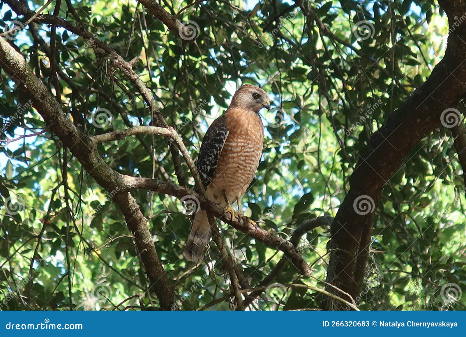 Hawk on Tree on Green Leaves Background Stock Image - Image of florida ...