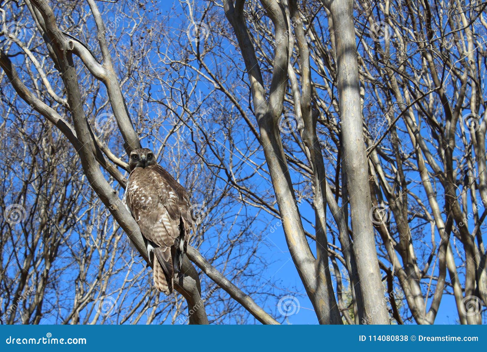 Hawk in tree stock photo. Image of bird, hanging, bluesky - 114080838