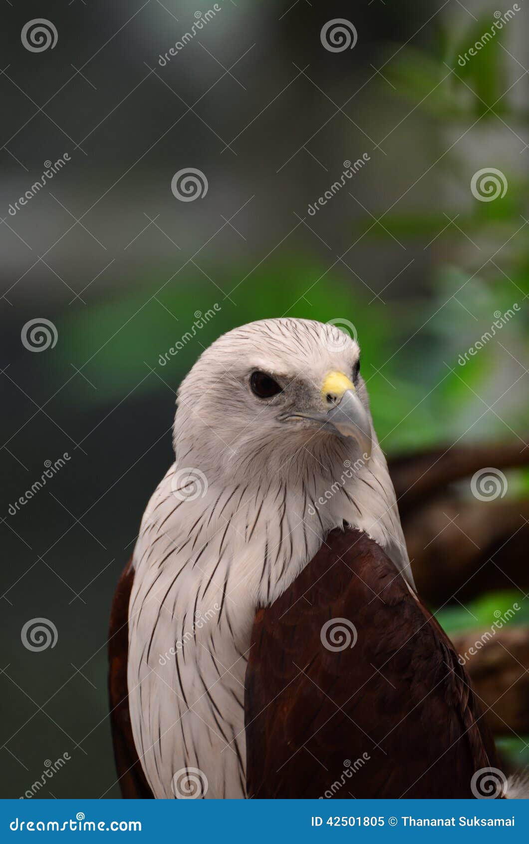 Hawk stock image. Image of wing, nature, animal, bird - 42501805