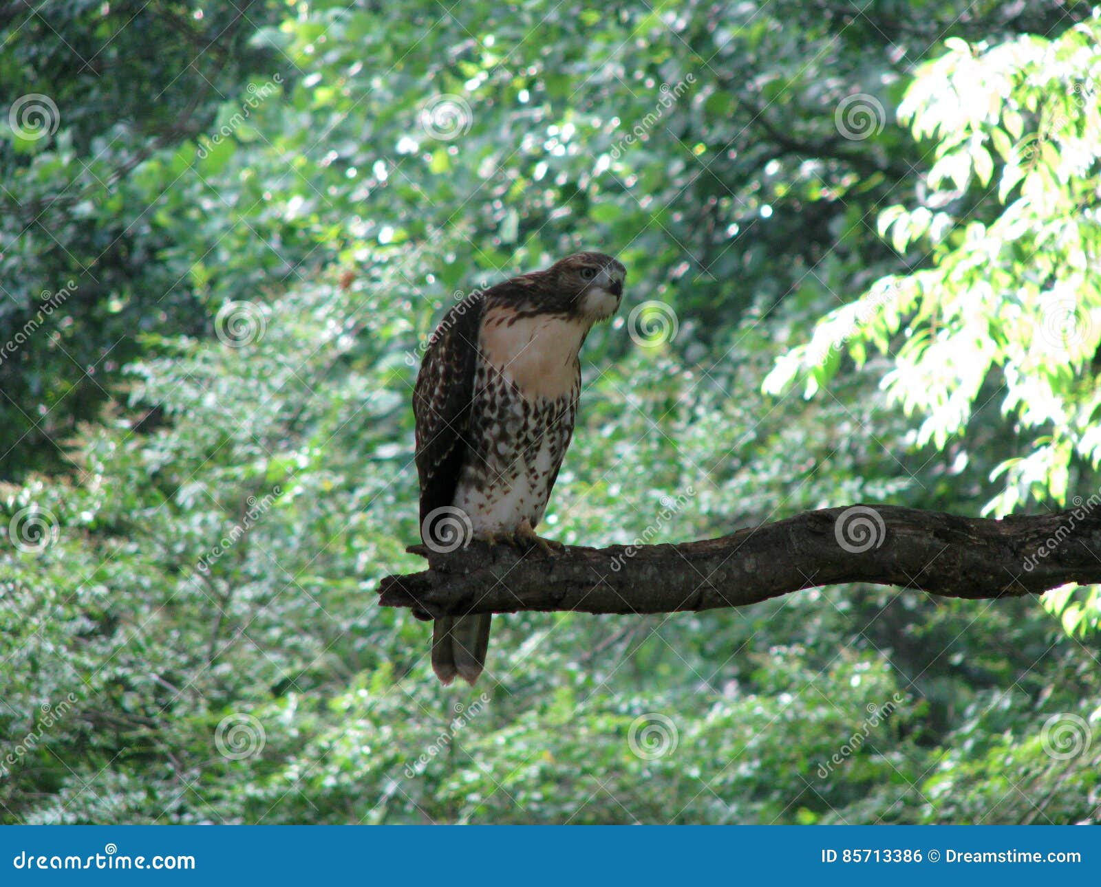 Hawk in tree stock photo. Image of forest, tree, feathers - 85713386